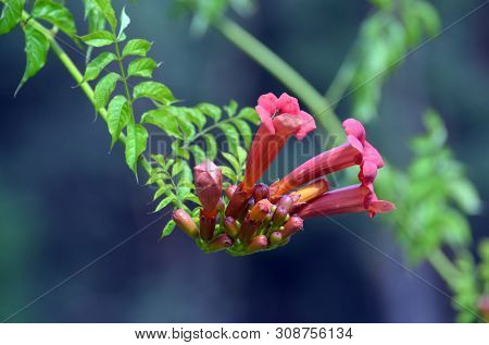 Campsis Tecoma Image & Photo (Free Trial) | Bigstock