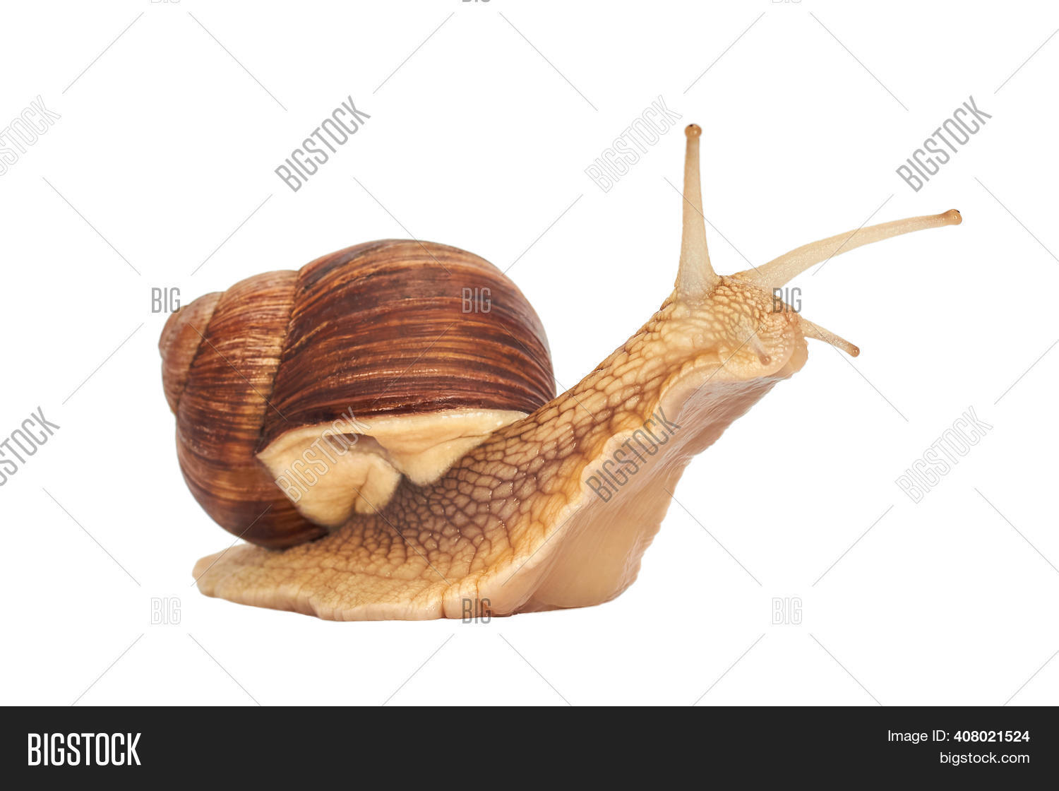 Grape Snail Isolated Image & Photo (Free Trial) | Bigstock