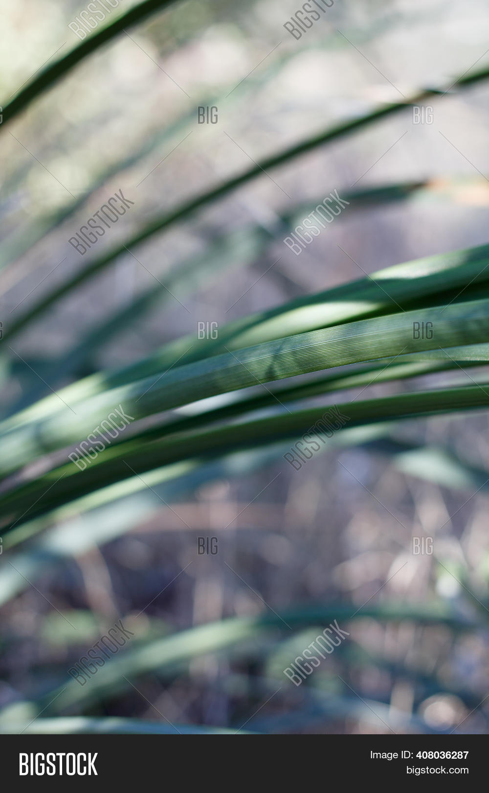 Simple Rosulate Image & Photo (Free Trial) | Bigstock