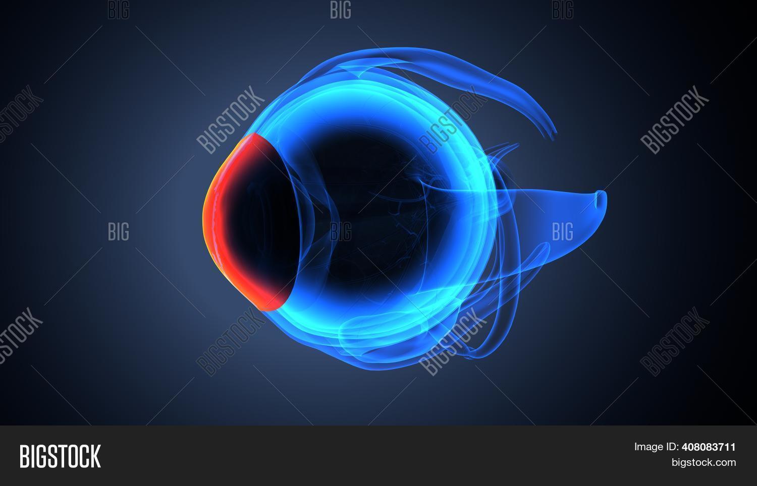 3d Render Male Human Image & Photo (Free Trial) | Bigstock