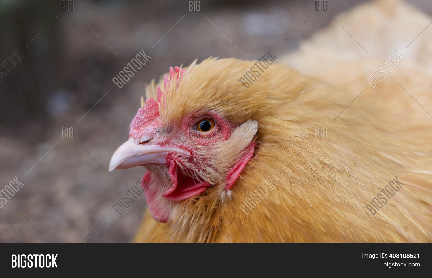 Buff Cochin Chicken Image & Photo (Free Trial) | Bigstock