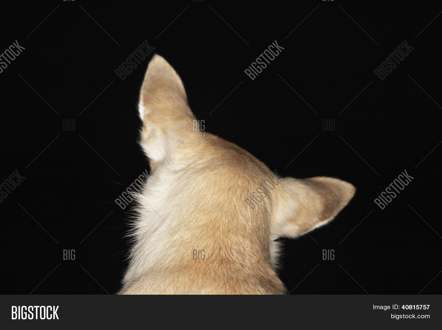 Rear View Chihuahua Image & Photo (Free Trial) | Bigstock