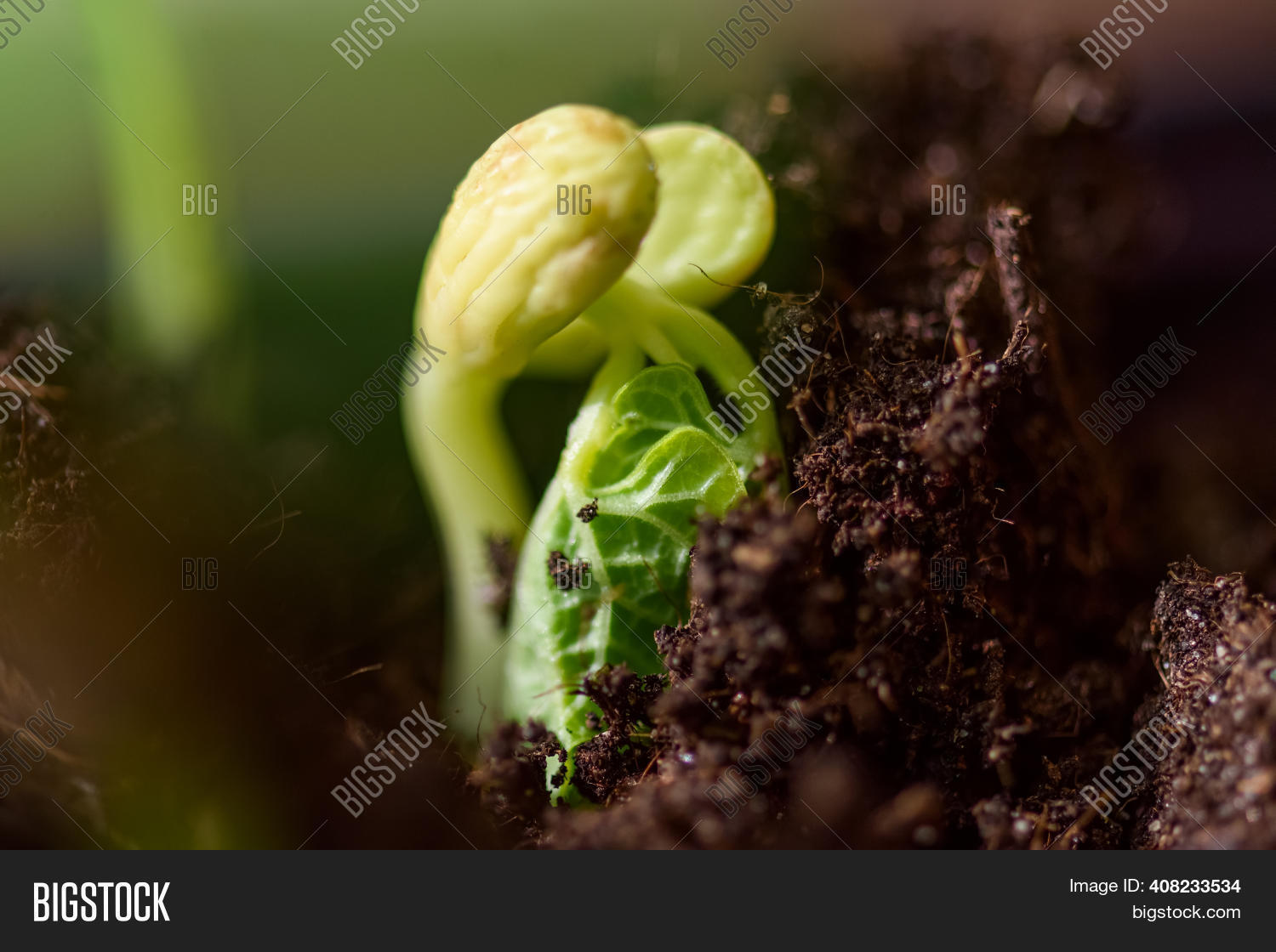 Green Bean Seedling Image & Photo (Free Trial) | Bigstock