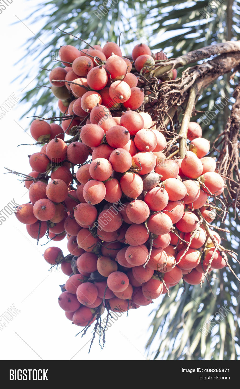 Red Betel Palm Betel Image & Photo (Free Trial) | Bigstock