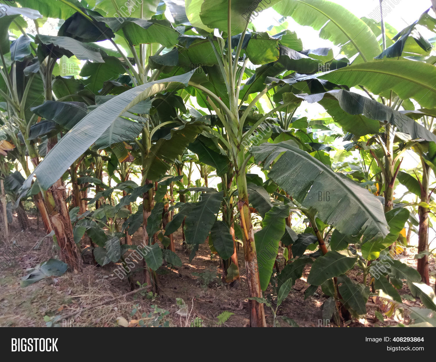 Green Colored Banana Image & Photo (Free Trial) | Bigstock