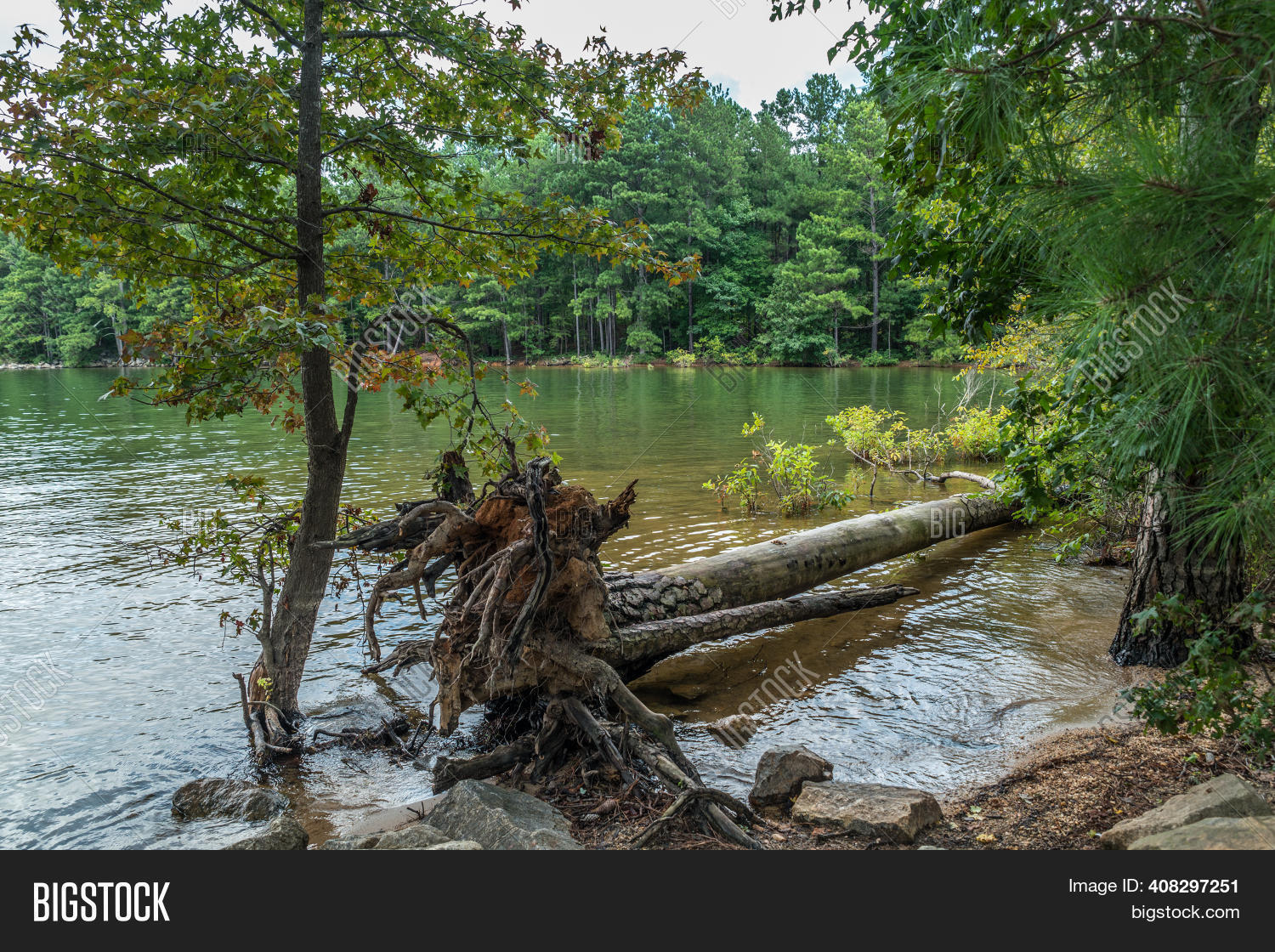 Full Size Pine Tree Image & Photo (Free Trial) | Bigstock