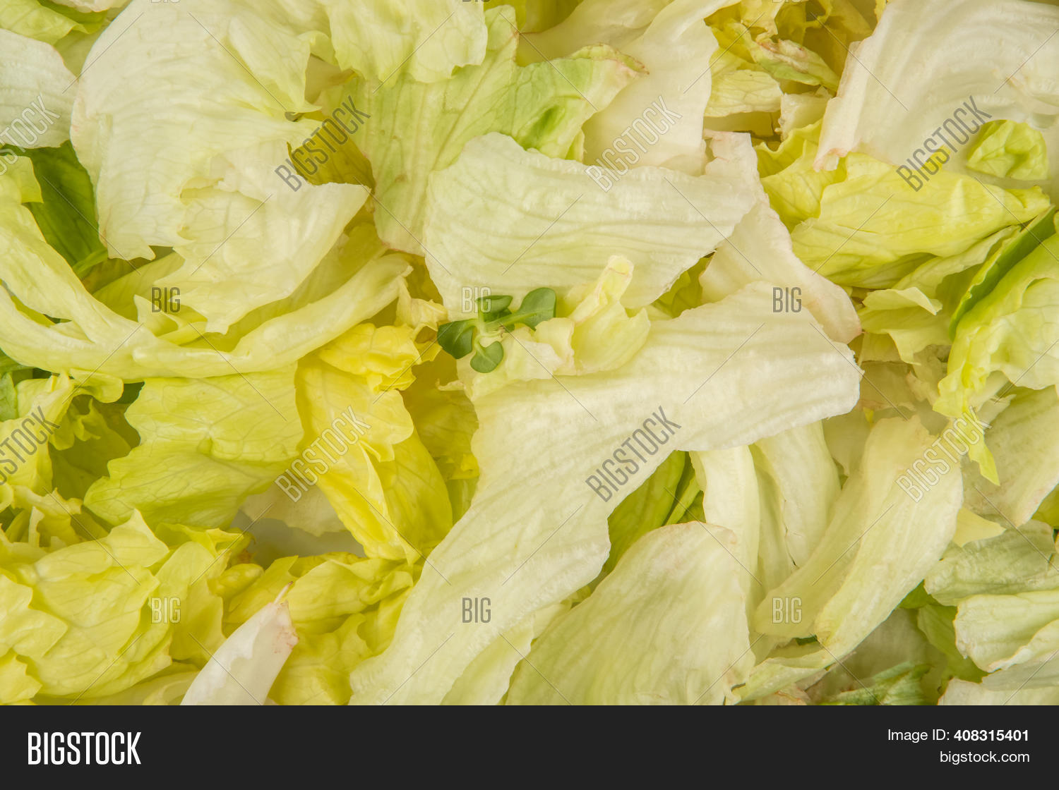 Lettuce Texture - Top Image & Photo (Free Trial) | Bigstock