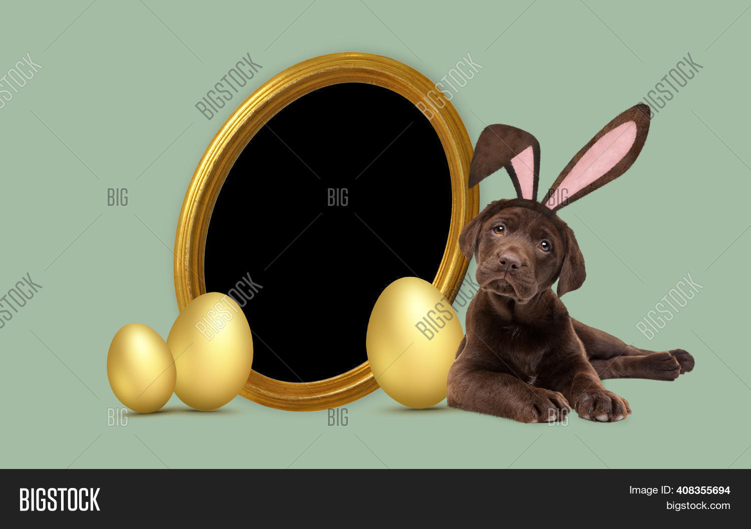 Chocolate Labrador Image & Photo (Free Trial) | Bigstock
