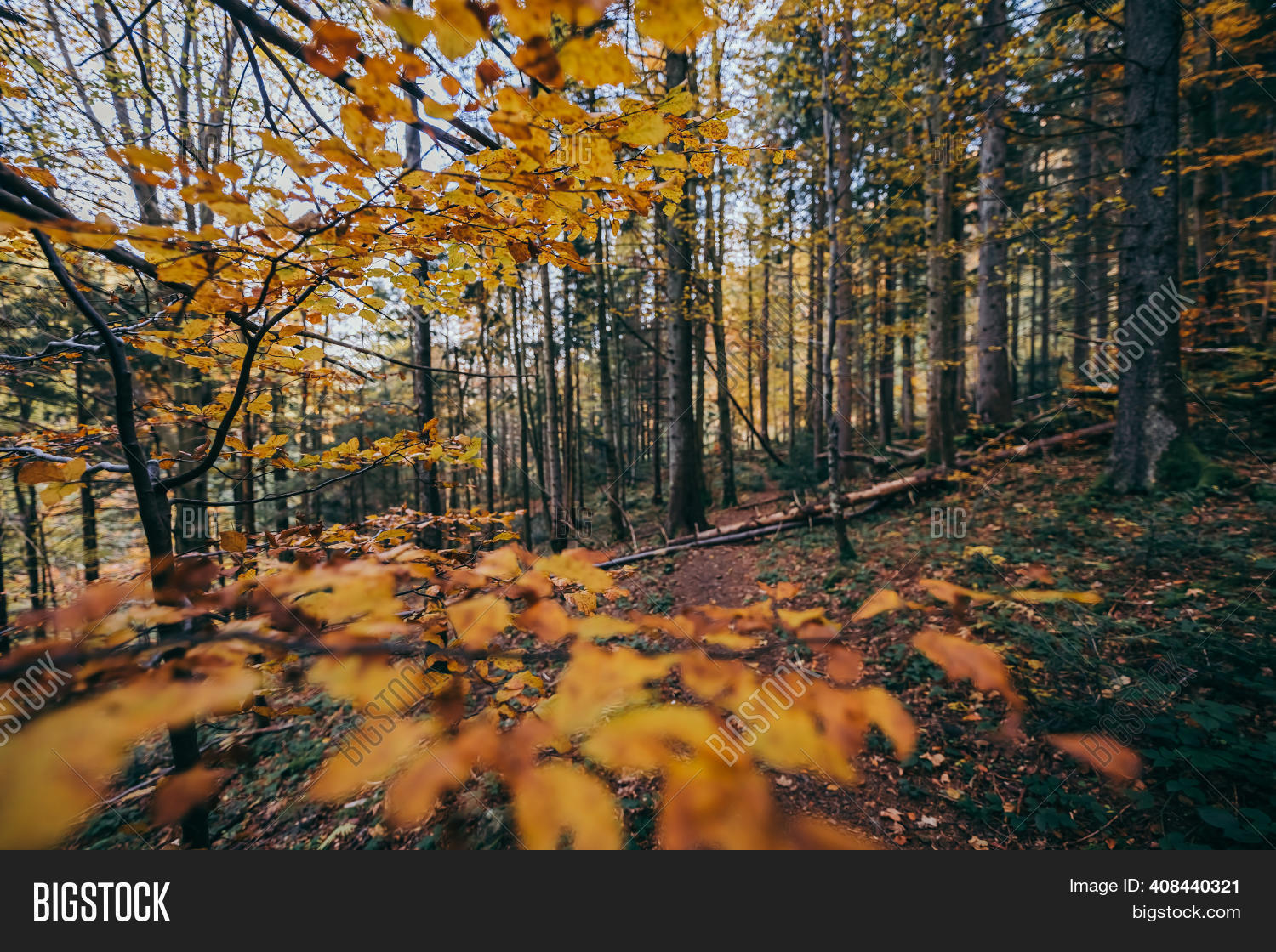 Large Tree Forest Image & Photo (Free Trial) | Bigstock