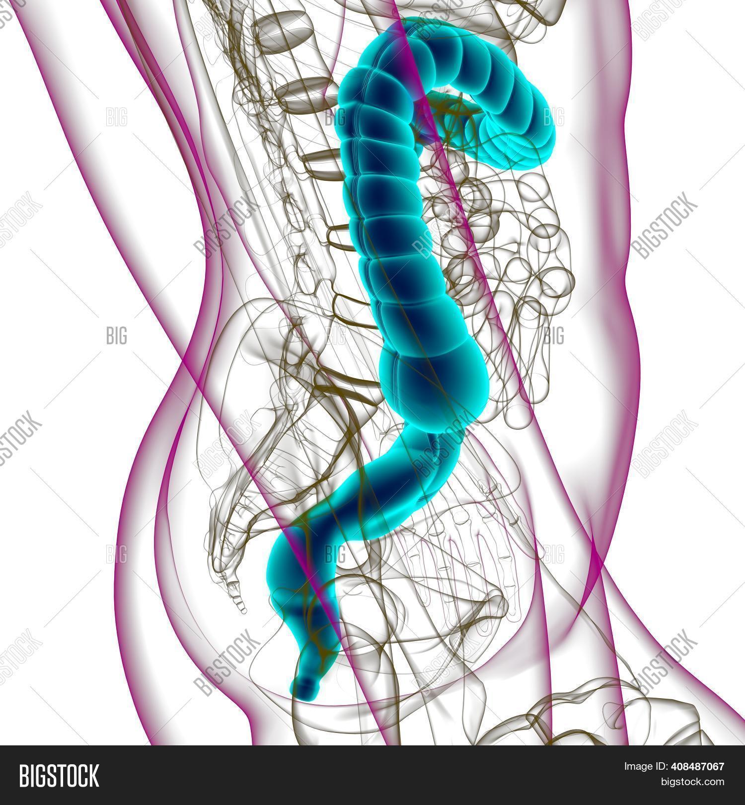Large Intestine 3D Image & Photo (Free Trial) | Bigstock