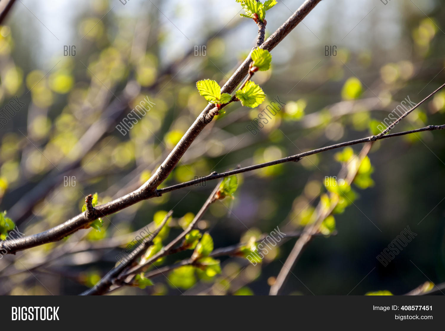 Branch Tree Light Image & Photo (Free Trial) | Bigstock