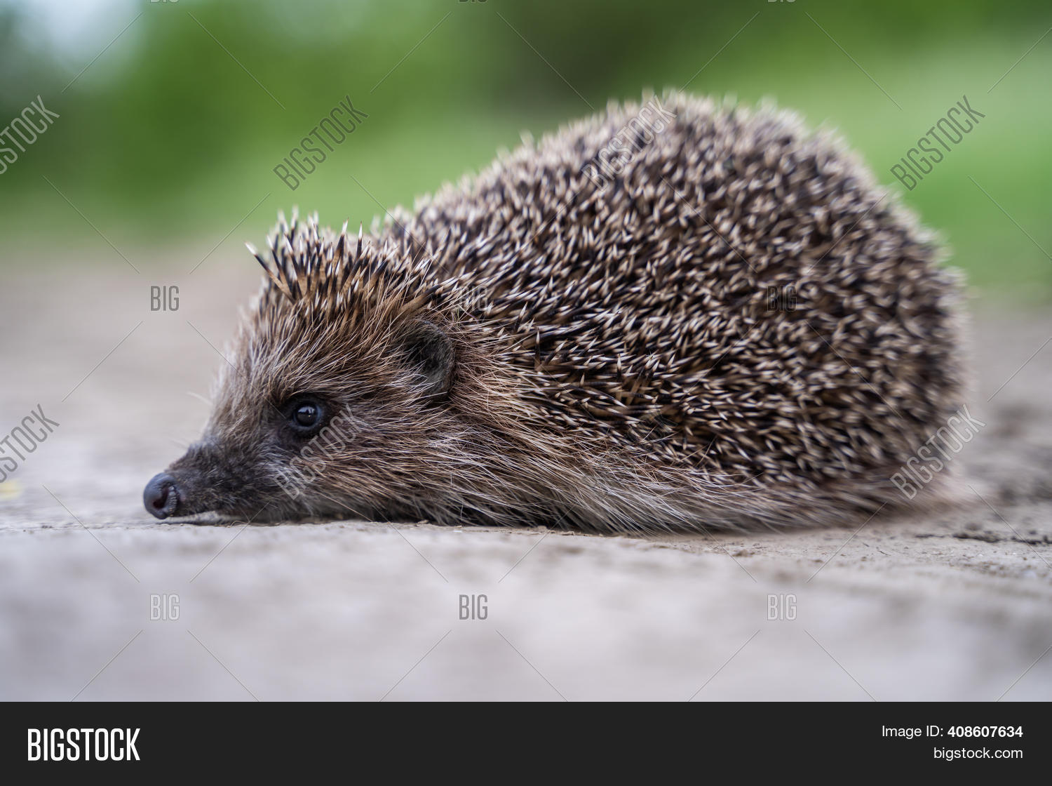 Hedgehog, Wild, Native Image & Photo (Free Trial) | Bigstock