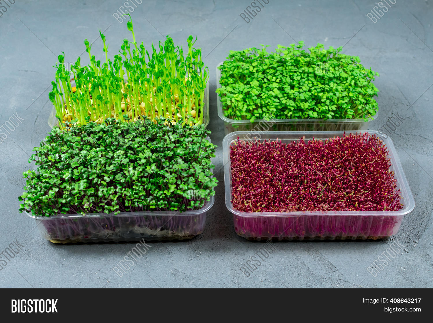 Sprouted Microgreens Image & Photo (Free Trial) | Bigstock