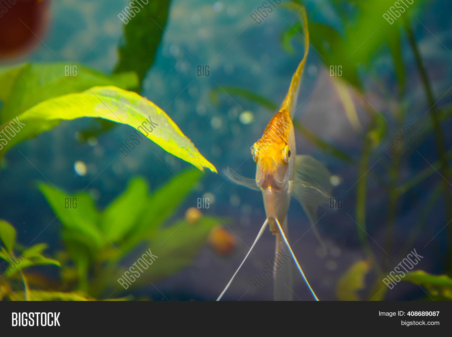 Aquarist, Aqua Fish Image & Photo (Free Trial) | Bigstock