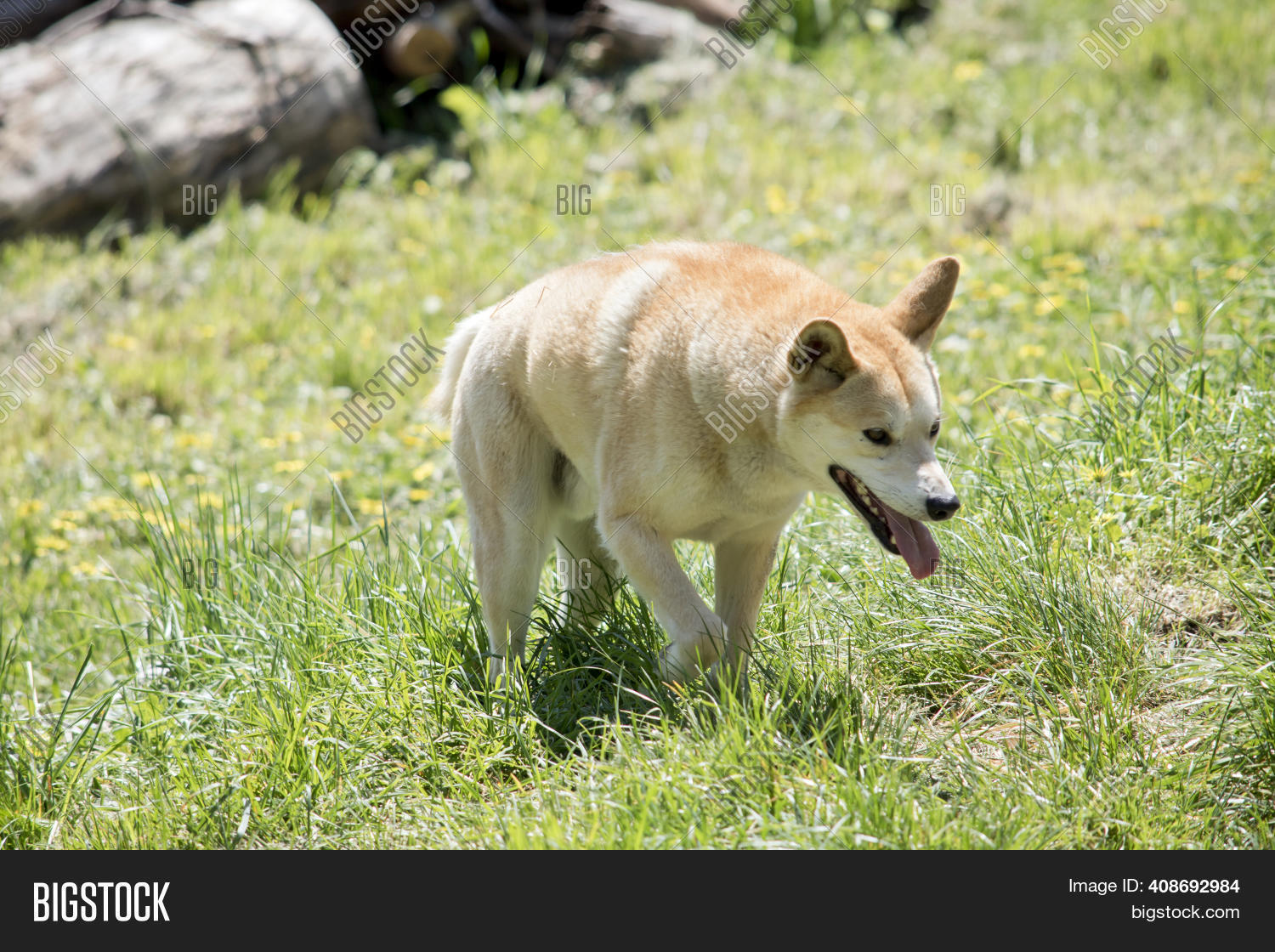 Golden Dingo Dangerous Image & Photo (Free Trial) | Bigstock