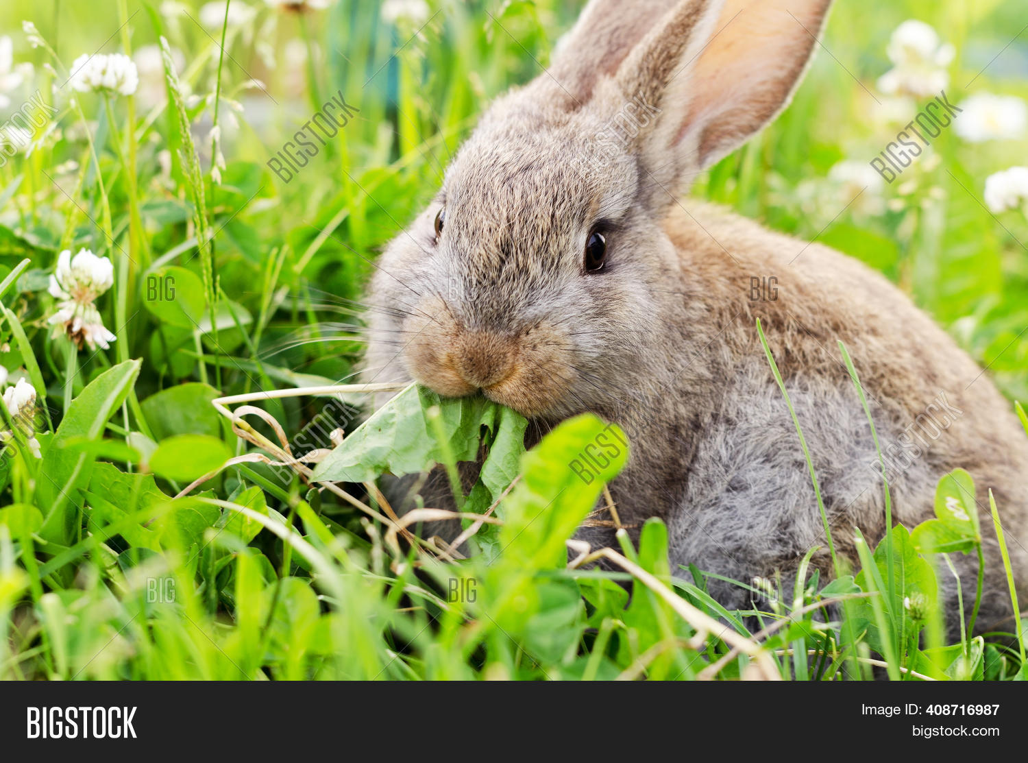 Rabbit Cub Sits Grass Image & Photo (Free Trial) | Bigstock