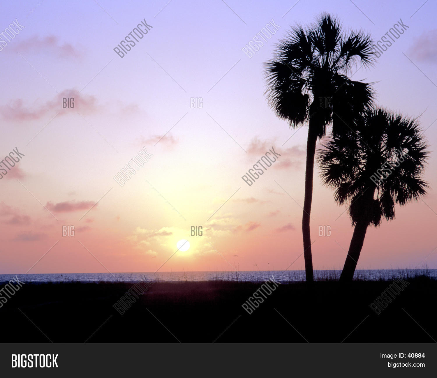 Two Palm Trees Image & Photo (Free Trial) | Bigstock