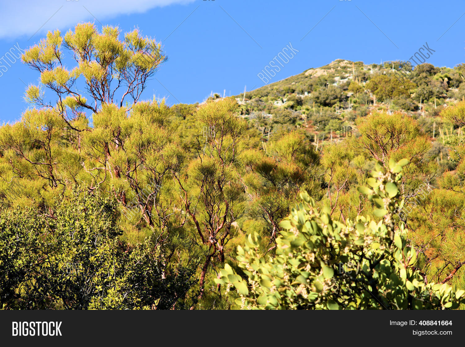 Chaparral Cacti Plants Image & Photo (Free Trial) | Bigstock