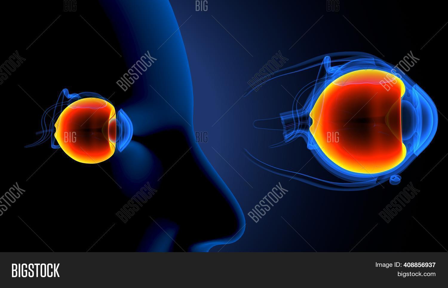 3d Render Male Human Image & Photo (Free Trial) | Bigstock