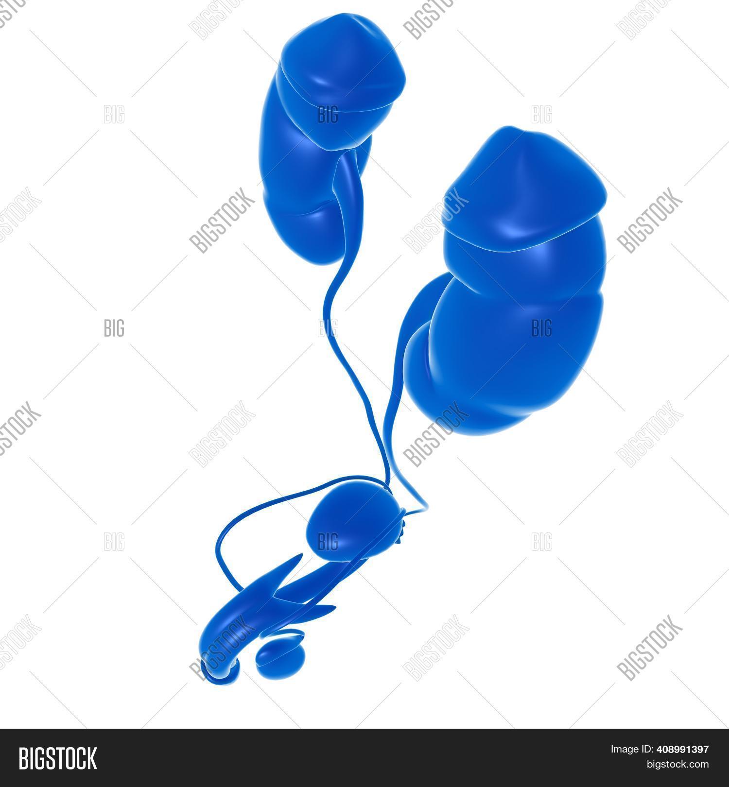 Male Reproductive Image & Photo (Free Trial) | Bigstock