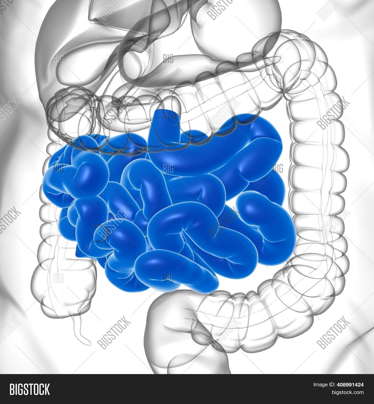 Small Intestine 3D Image & Photo (Free Trial) | Bigstock