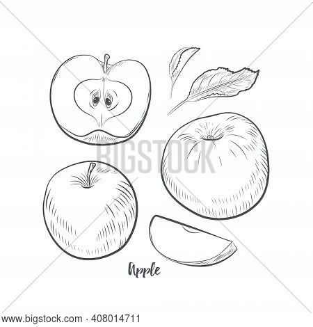 Apple Fruit Sketch Vector & Photo (Free Trial) | Bigstock
