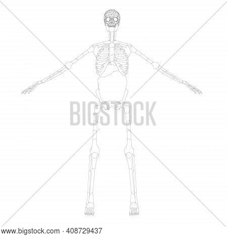 Contour Human Vector & Photo (Free Trial) | Bigstock