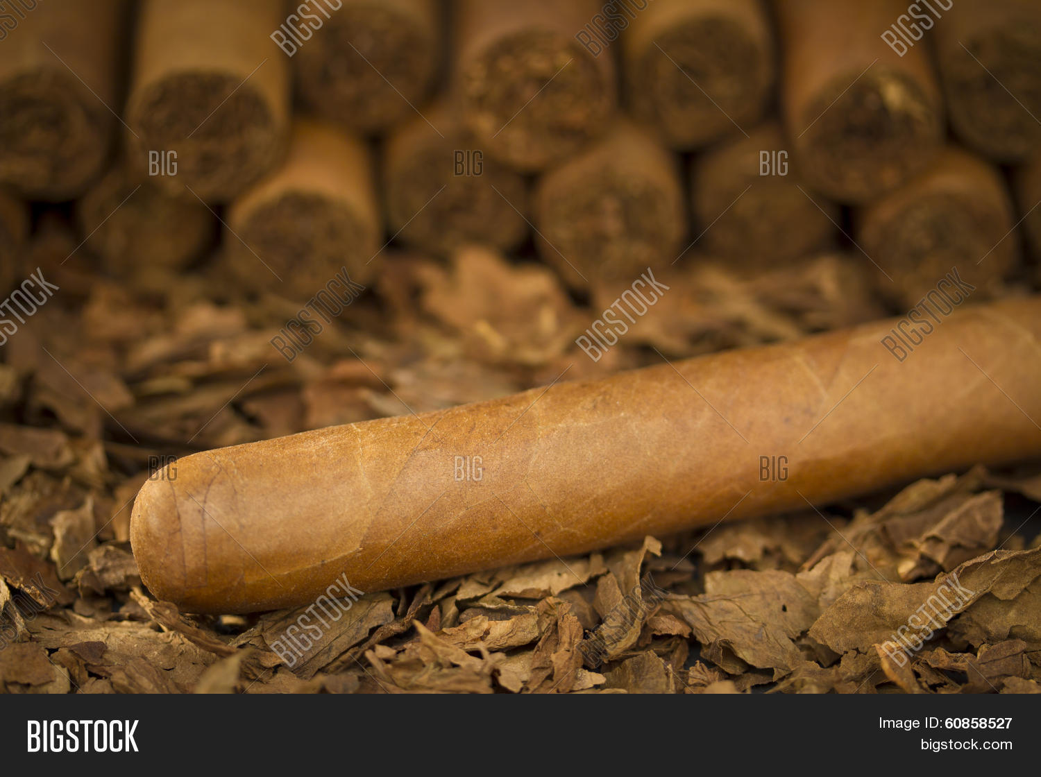 Cigar On Tobacco Image & Photo (Free Trial) | Bigstock