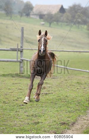 Mane Flying Images, Illustrations & Vectors (Free) - Bigstock