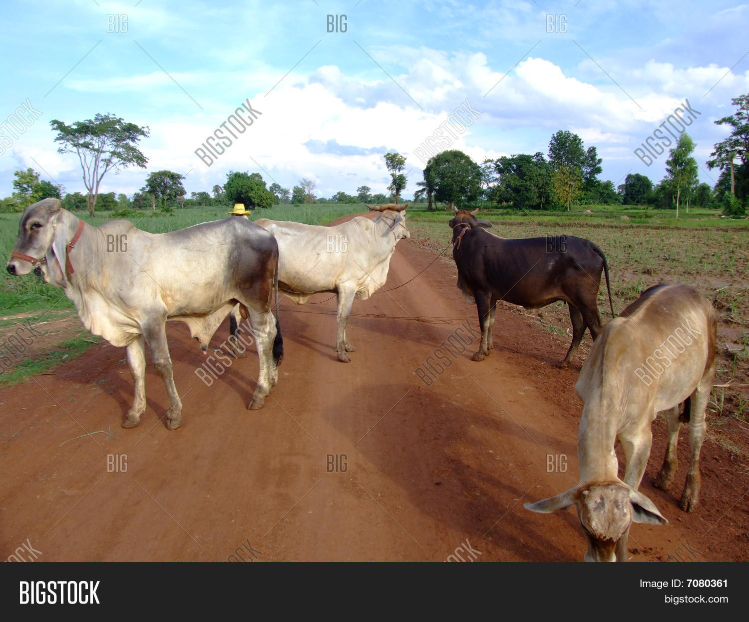 Cows On Dirt Road, Image & Photo (Free Trial) | Bigstock