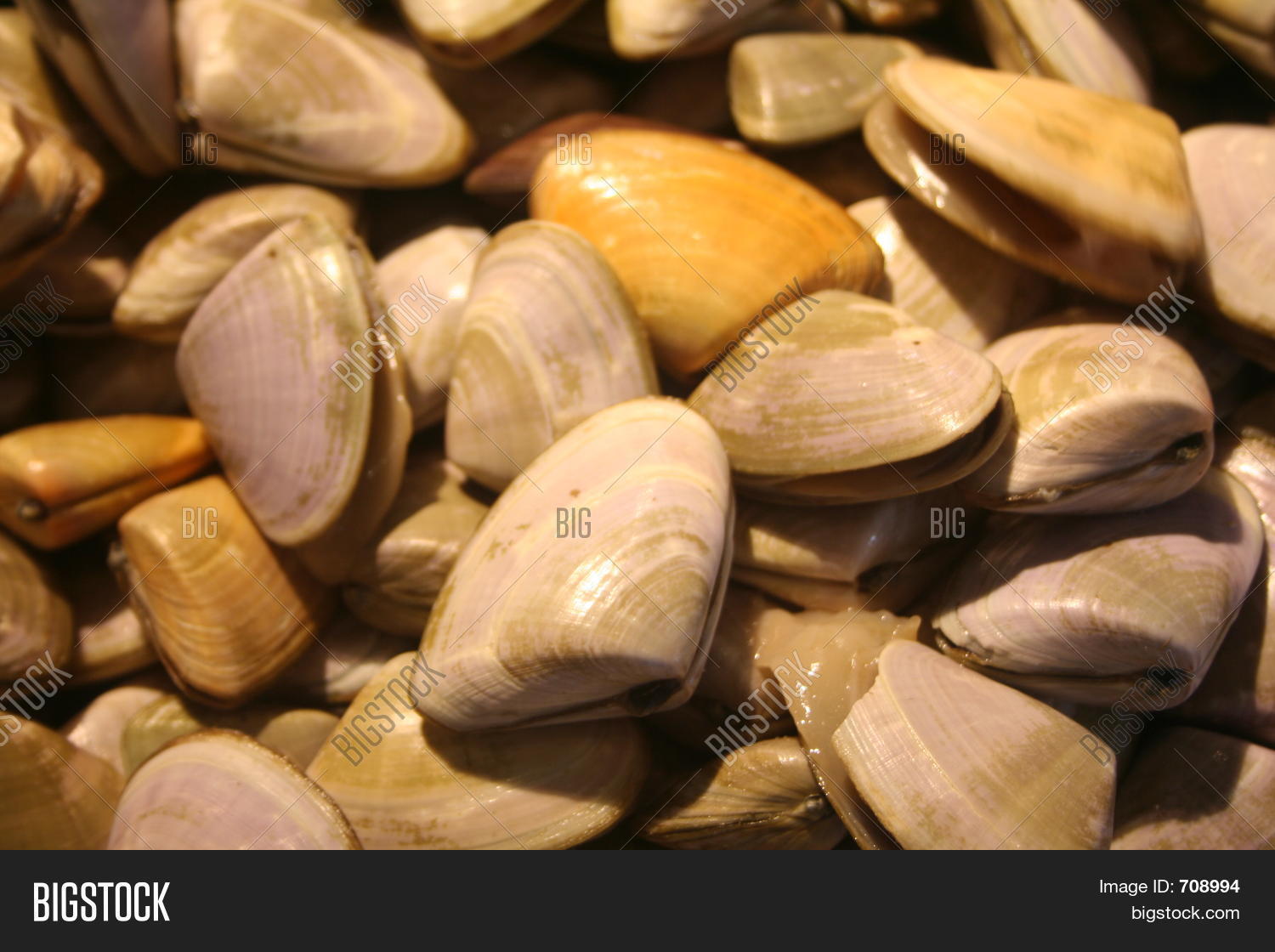 Pipi Shells Image & Photo (Free Trial) | Bigstock