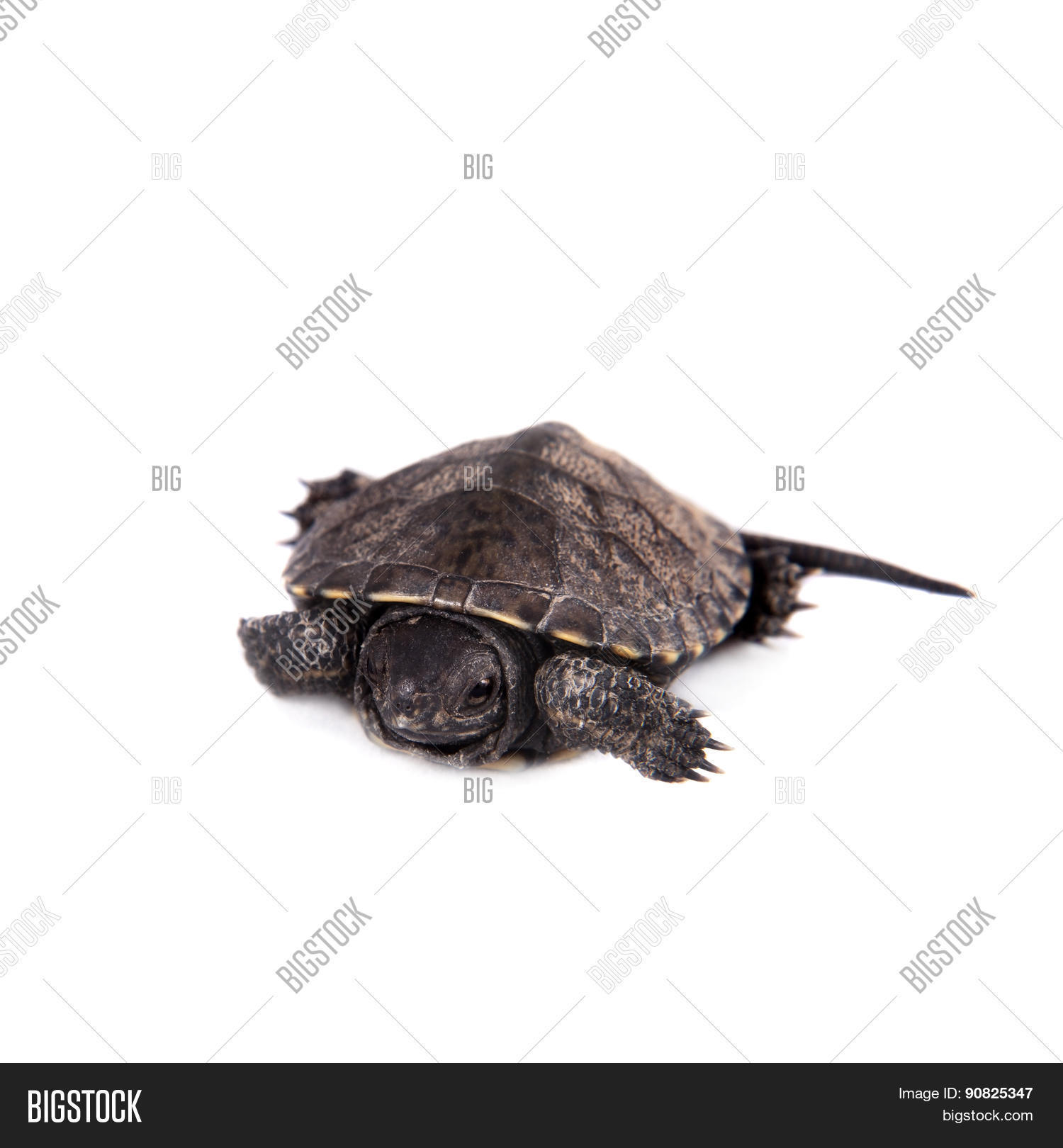 European Pond Terrapin Image & Photo (Free Trial) | Bigstock