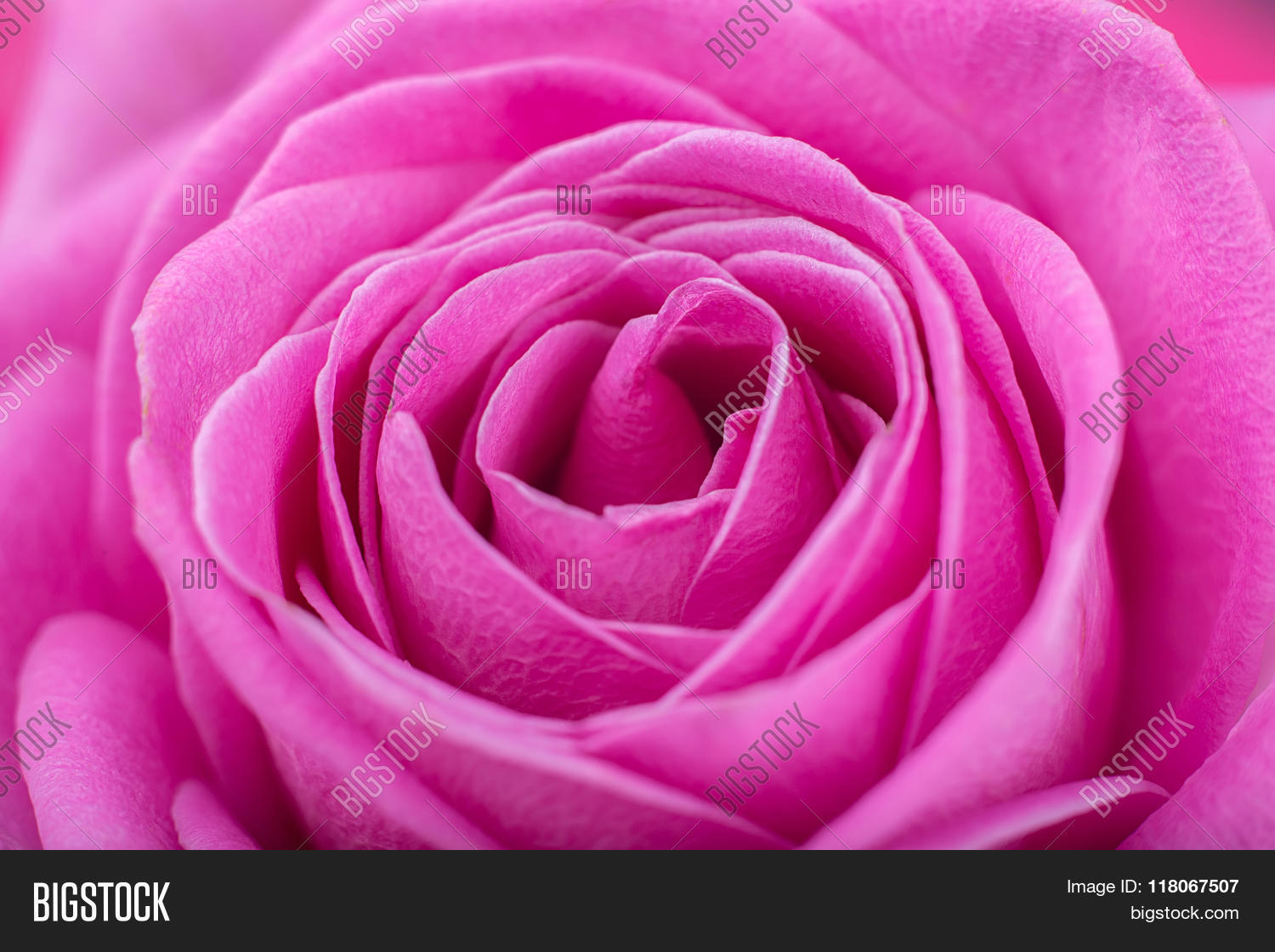 Rose Close- Background Image & Photo (Free Trial) | Bigstock