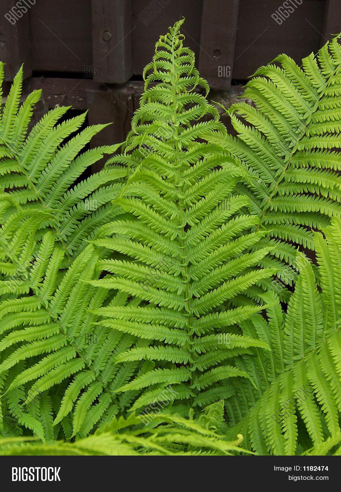 Fiddle Head Fern Image & Photo (Free Trial) | Bigstock