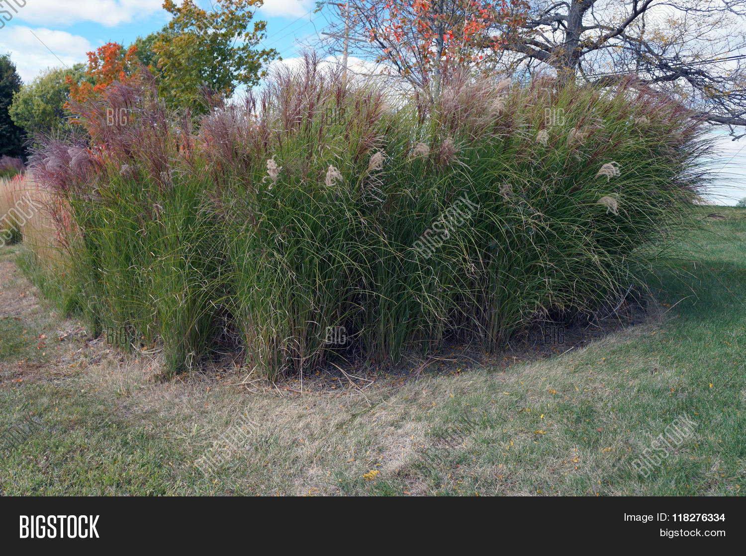 Chinese Silver Grass Image And Photo Free Trial Bigstock