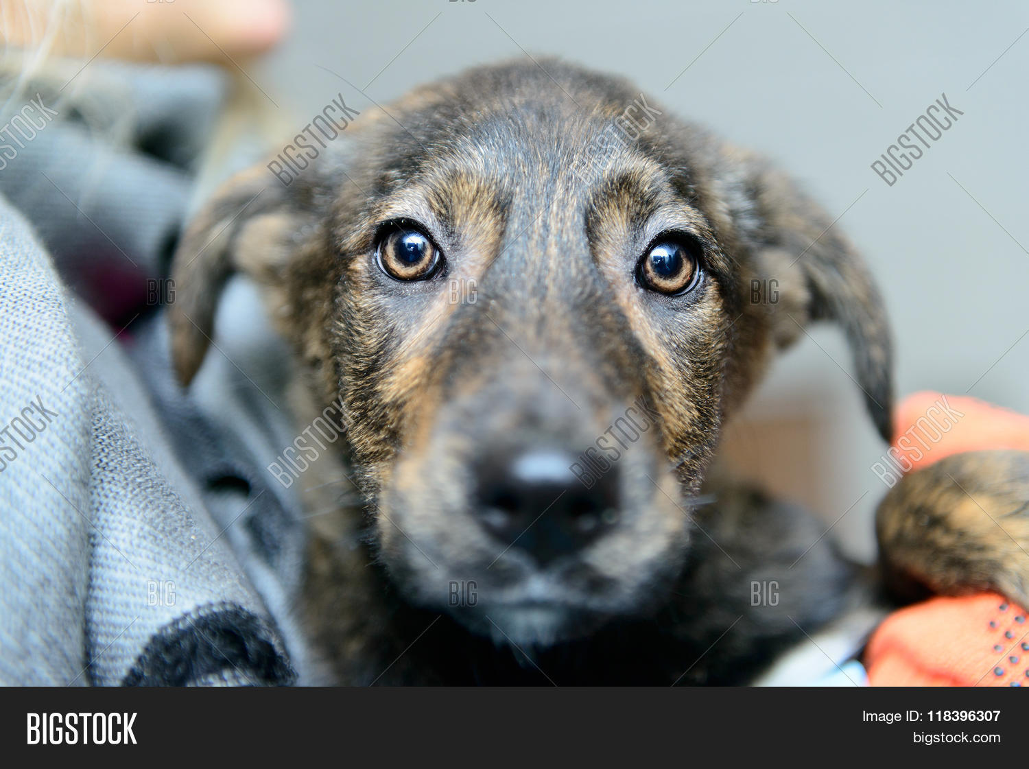 Homeless Puppy Shelter Image & Photo (Free Trial) | Bigstock