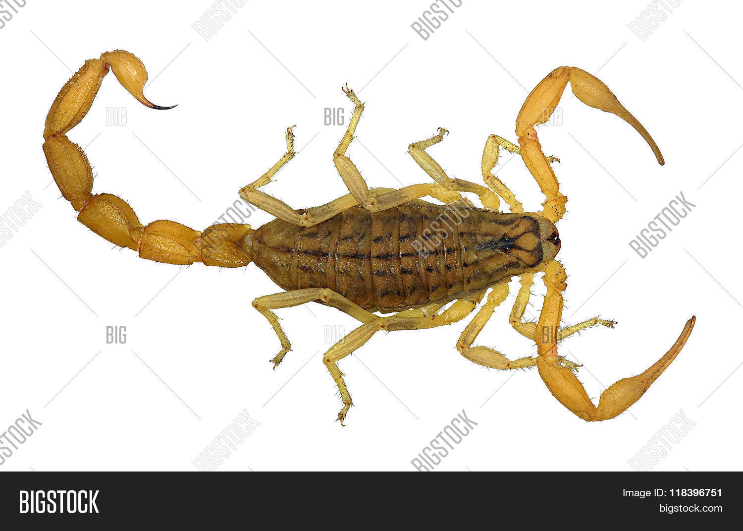 Yellow Scorpion Image & Photo (Free Trial) | Bigstock