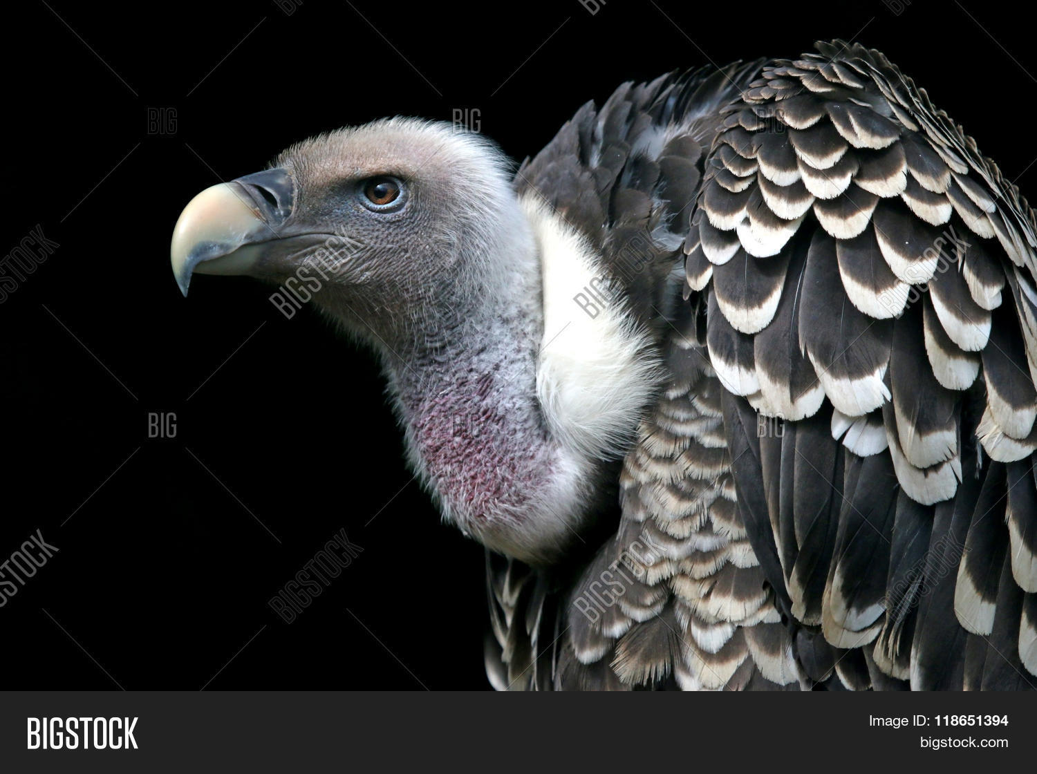 Ruppells Vulture Image & Photo (Free Trial) | Bigstock