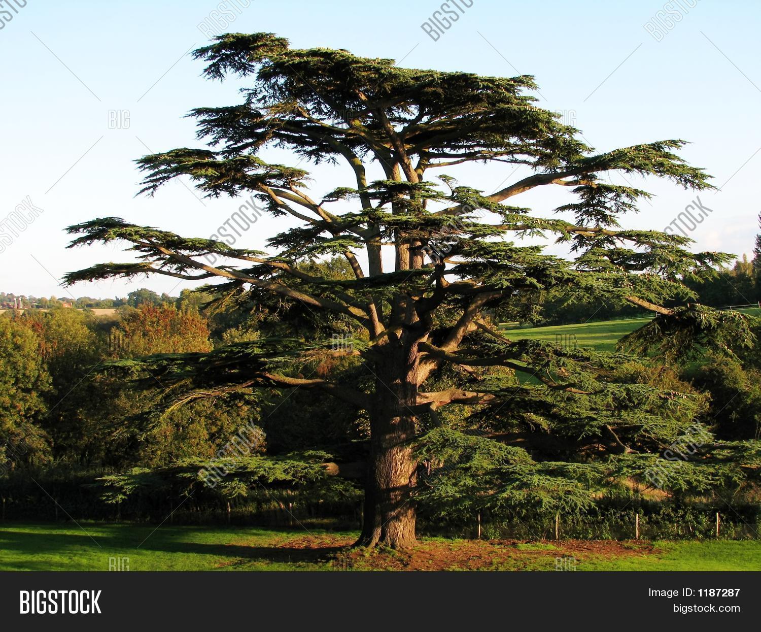 Cedar Tree Image & Photo (Free Trial) | Bigstock