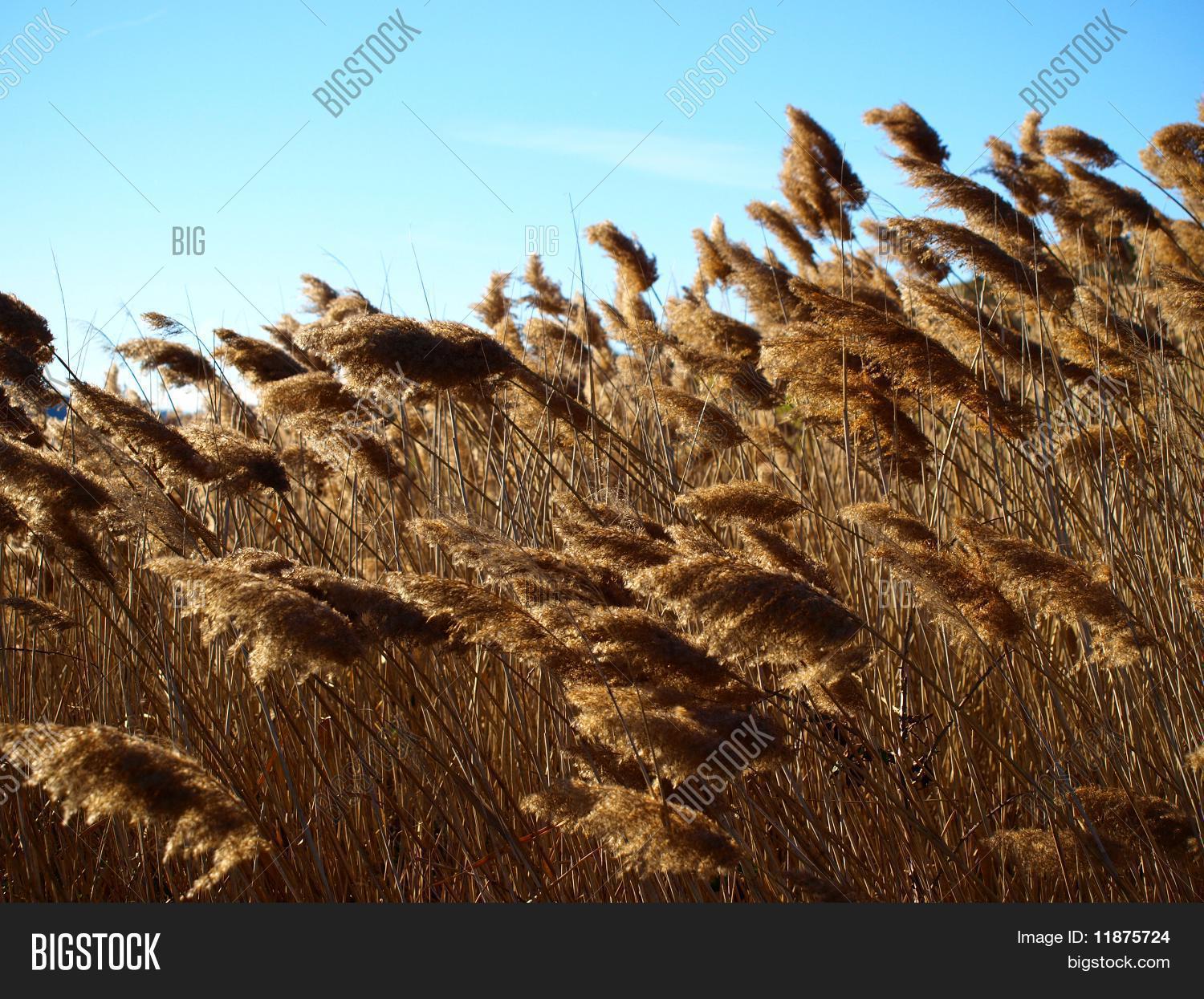 Windy Image & Photo (Free Trial) | Bigstock