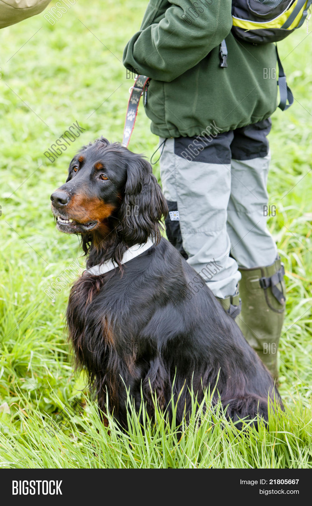 Hunting Dog Hunter Image & Photo (Free Trial) | Bigstock