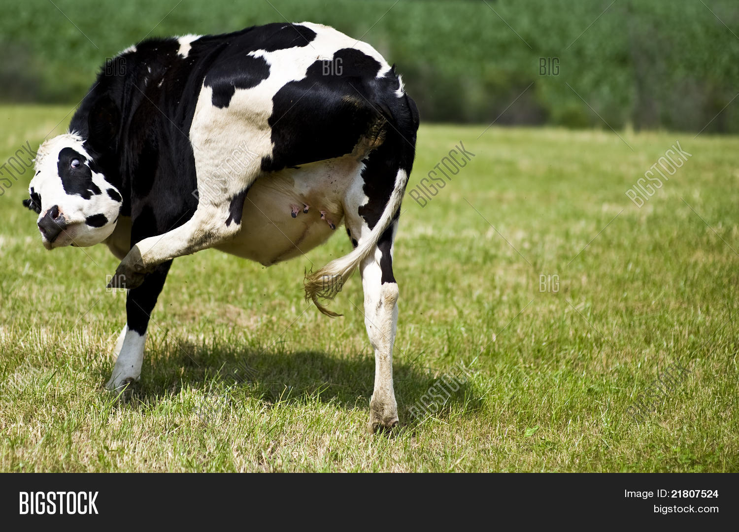 Cow Passing Gas Image & Photo (Free Trial) | Bigstock