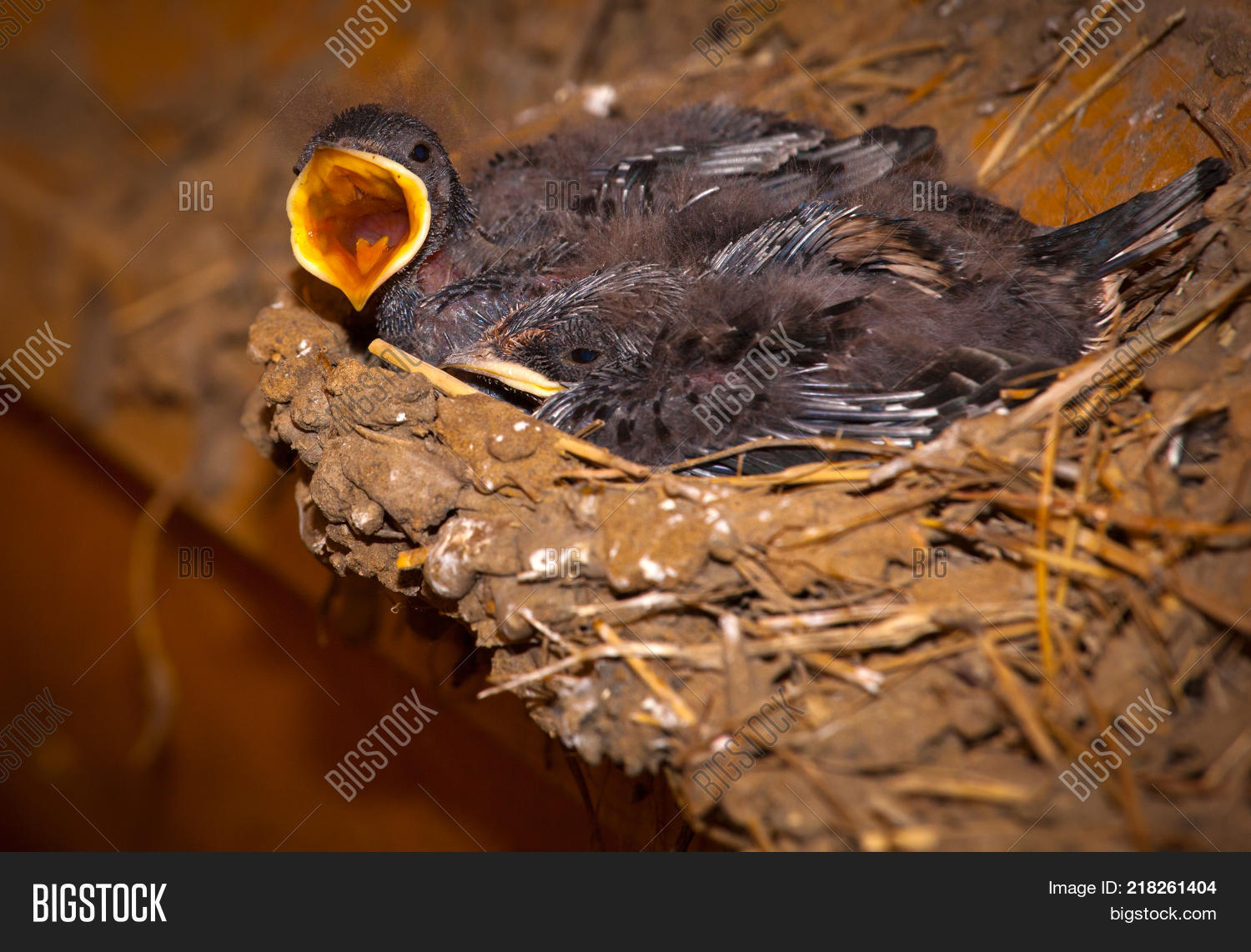 Swallow Baby Birds Image & Photo (Free Trial) | Bigstock