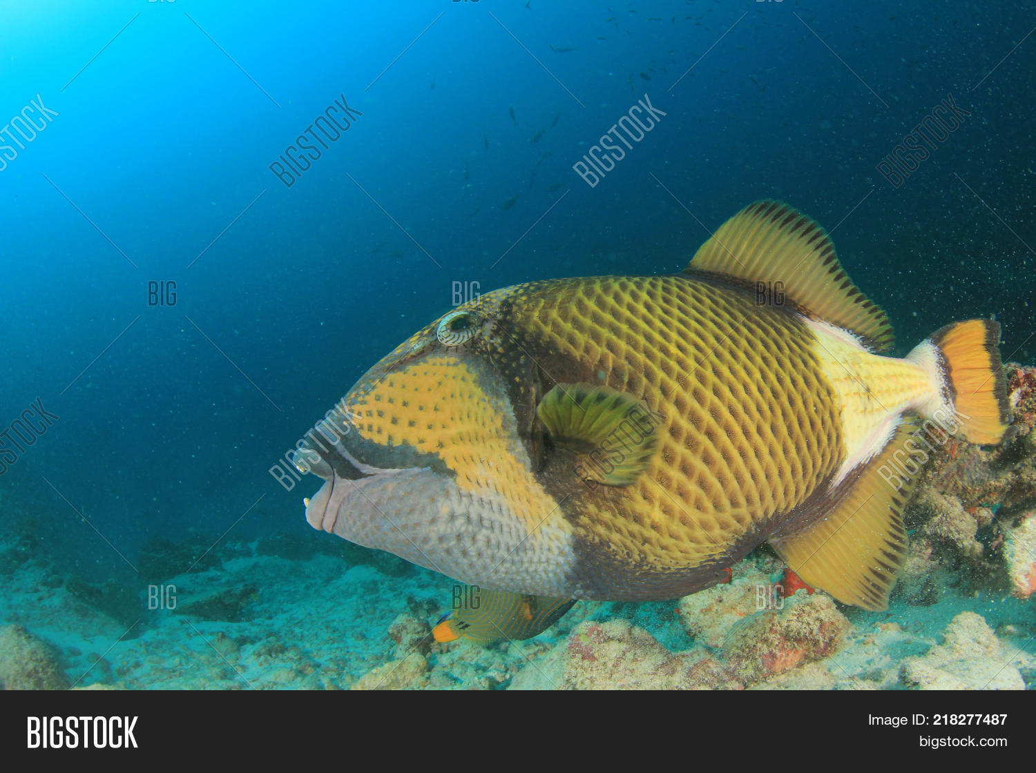 Titan Triggerfish Fish Image & Photo (Free Trial) | Bigstock