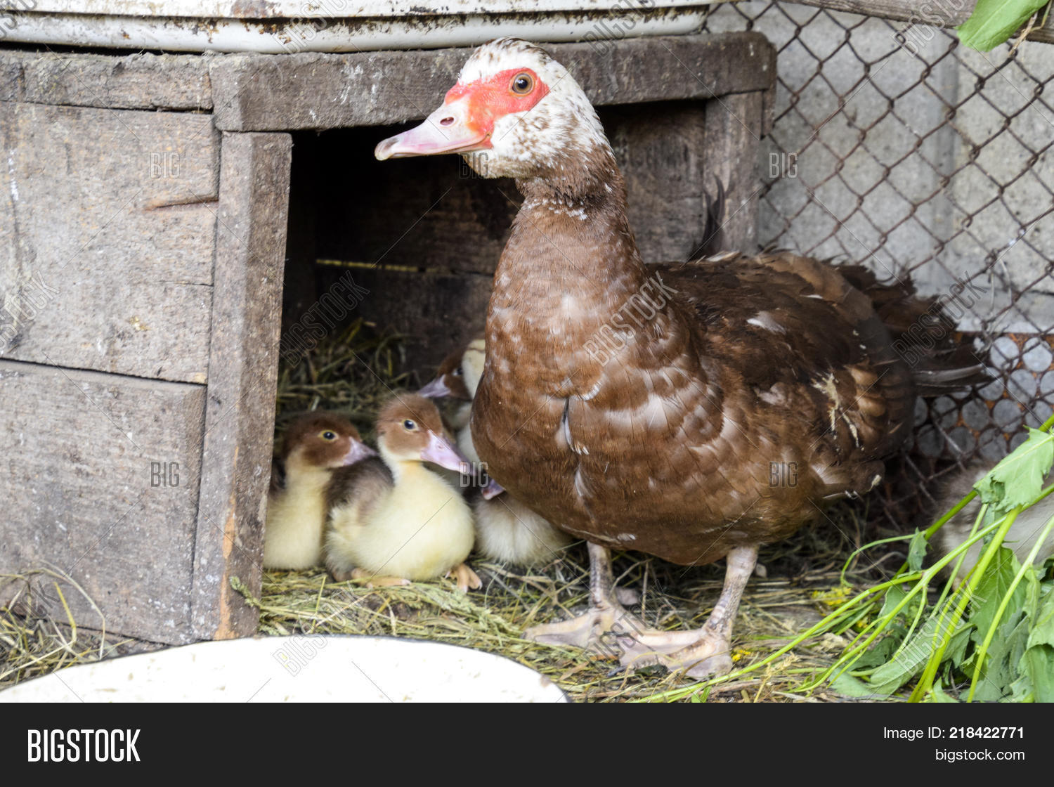 Muscovy Duck Mother Image & Photo (Free Trial) | Bigstock