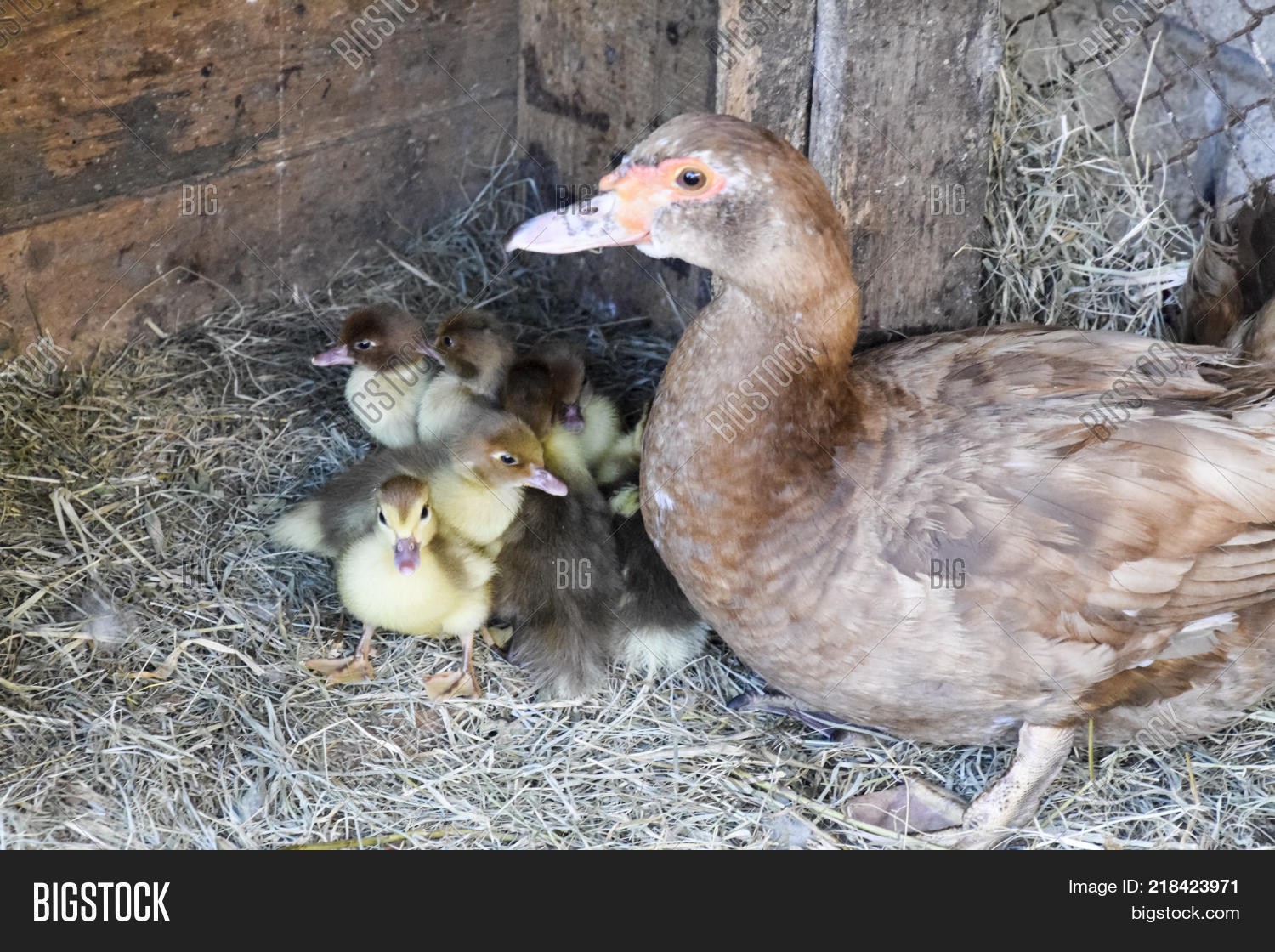 Muscovy Duck Mother Image & Photo (Free Trial) | Bigstock