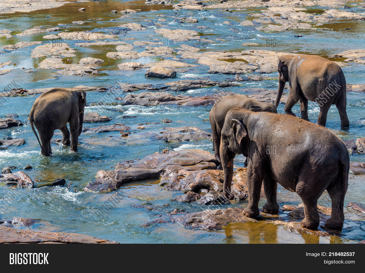 Elephants Pack Bathing Image & Photo (Free Trial) | Bigstock