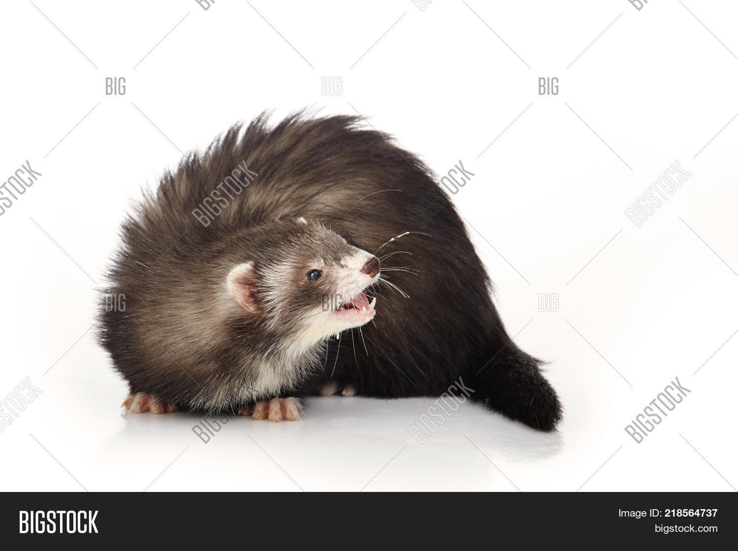 Angora Ferret On White Image & Photo (Free Trial) | Bigstock