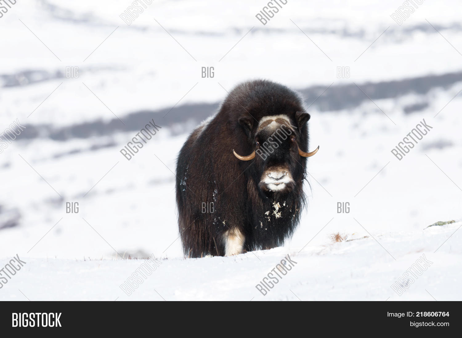 Male Musk Ox Standing Image & Photo (Free Trial) | Bigstock