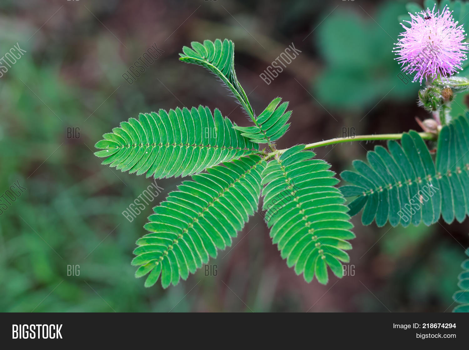 Early Morning Image & Photo (Free Trial) | Bigstock